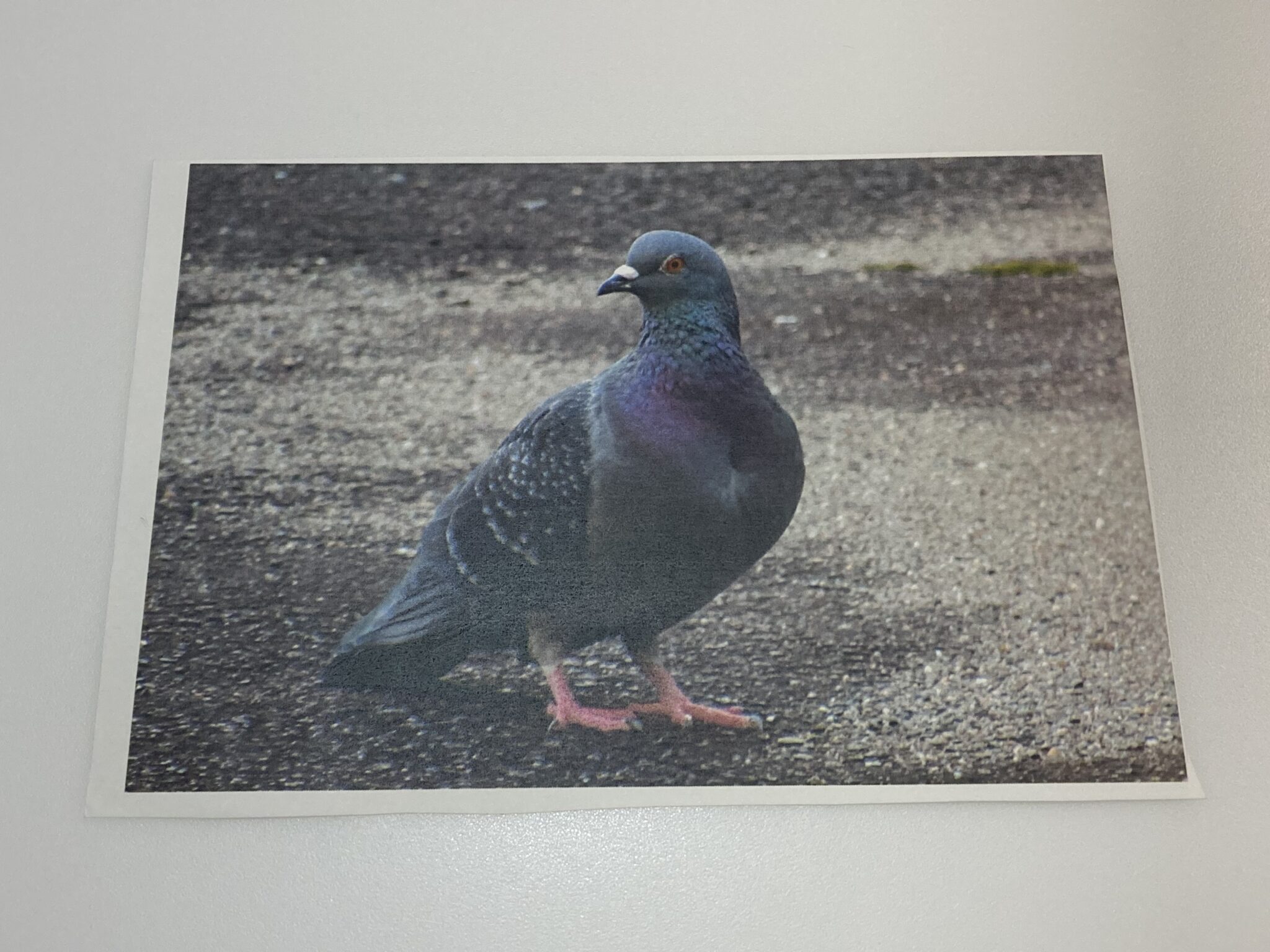 How to Draw a Pigeon in Pen and Ink | Easy Step-by-Step Tutorial