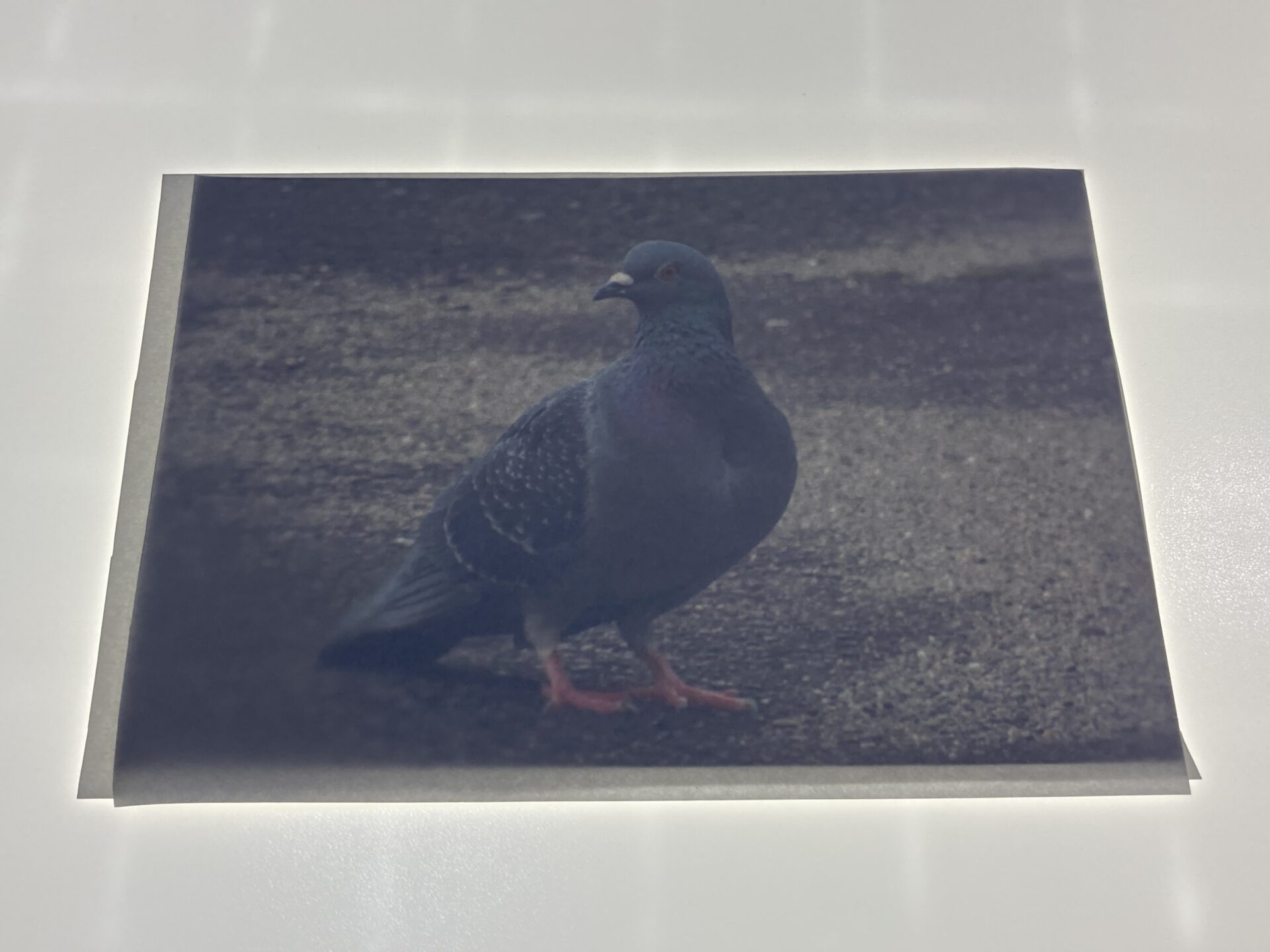 How to Draw a Pigeon in Pen and Ink | Easy Step-by-Step Tutorial