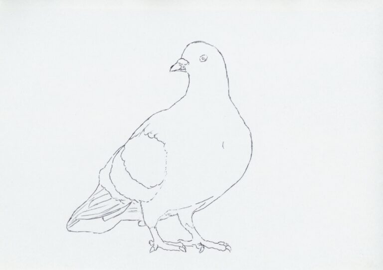 How to Draw a Pigeon in Pen and Ink | Easy Step-by-Step Tutorial