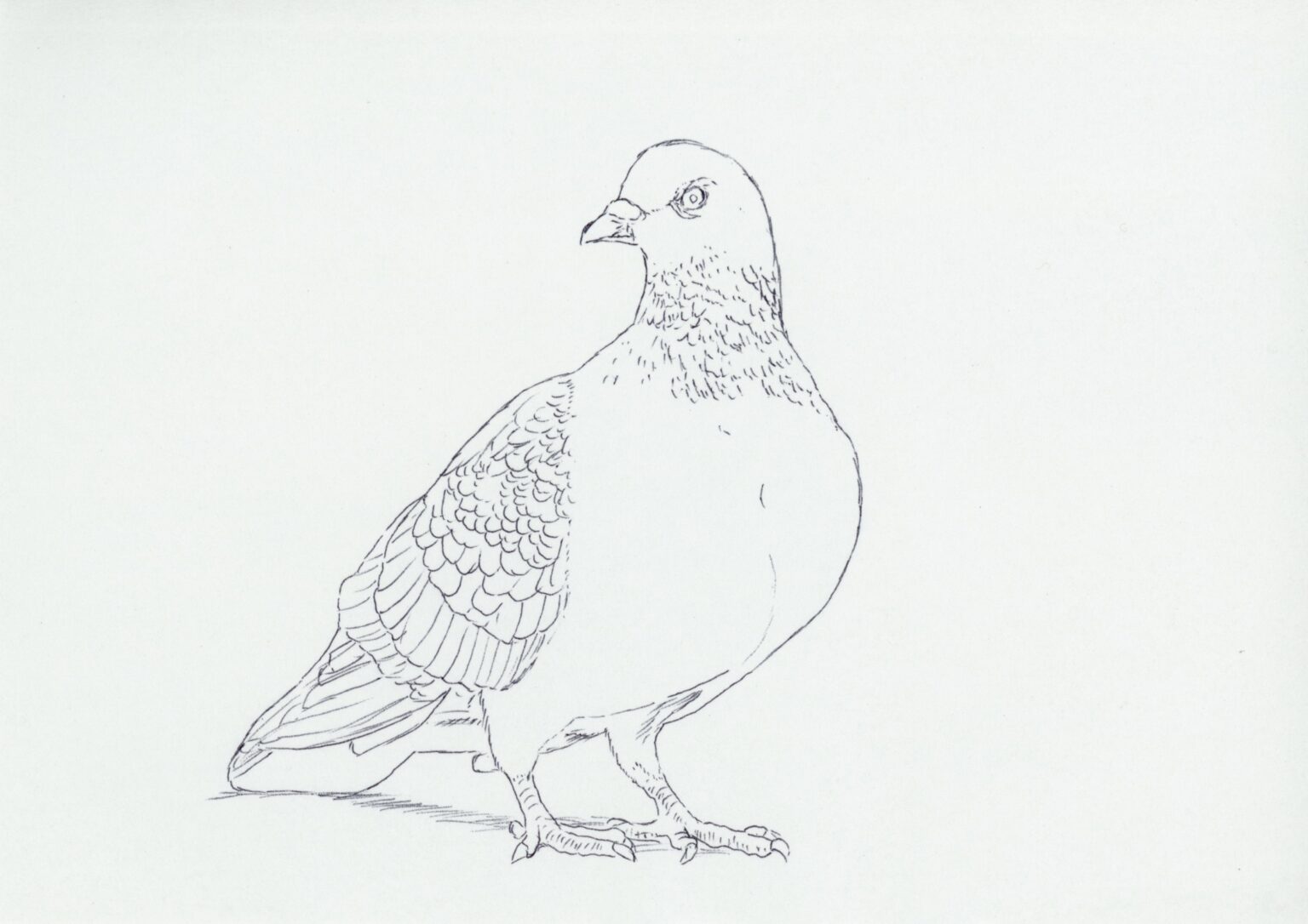 How to Draw a Pigeon in Pen and Ink | Easy Step-by-Step Tutorial