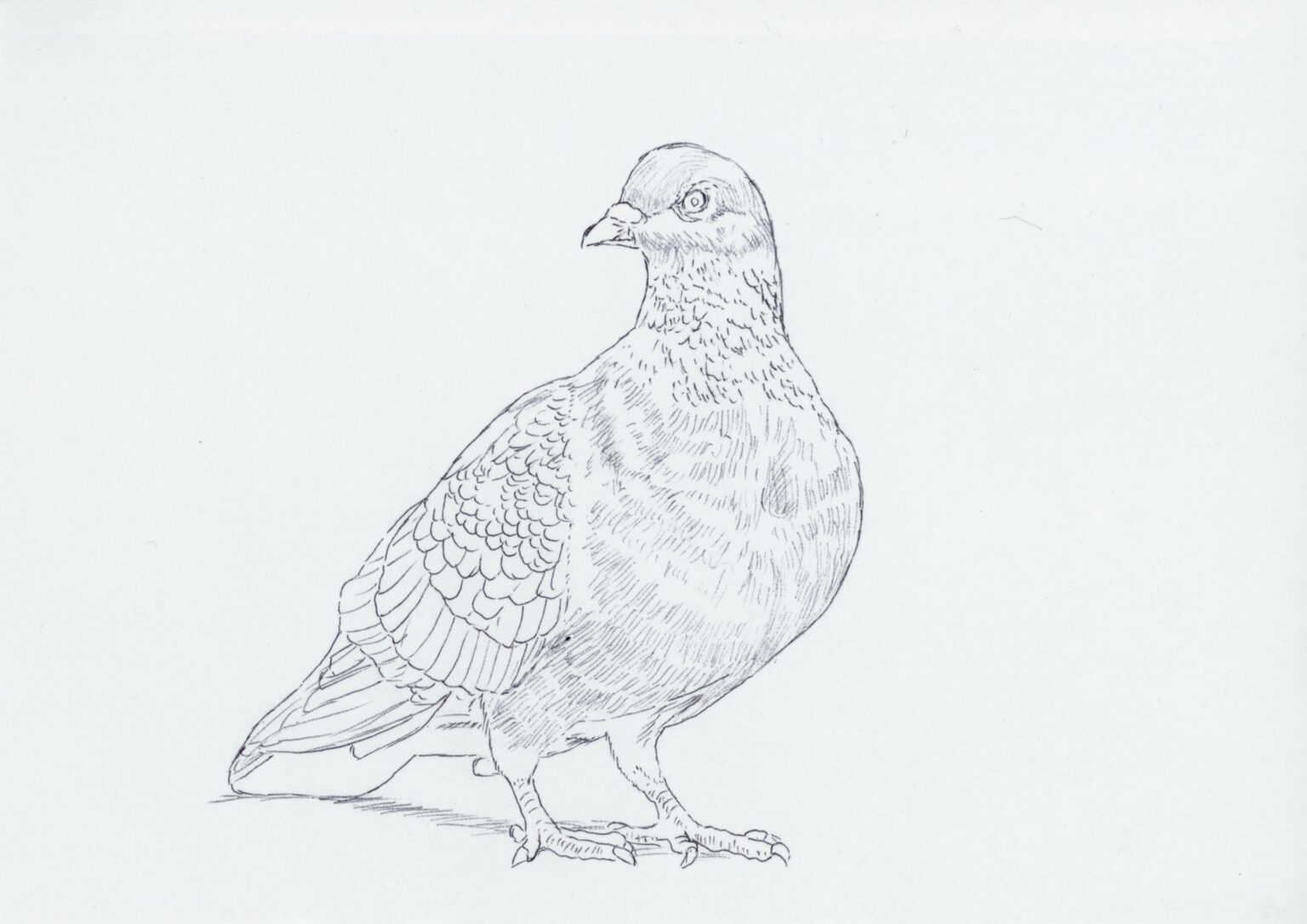 How to Draw a Pigeon in Pen and Ink | Easy Step-by-Step Tutorial