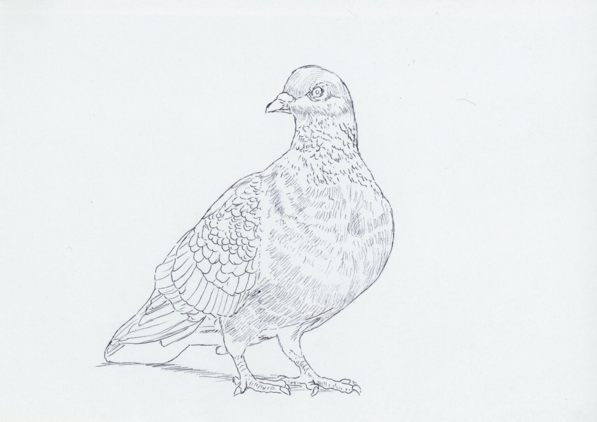 How to Draw a Pigeon in Pen and Ink | Easy Step-by-Step Tutorial