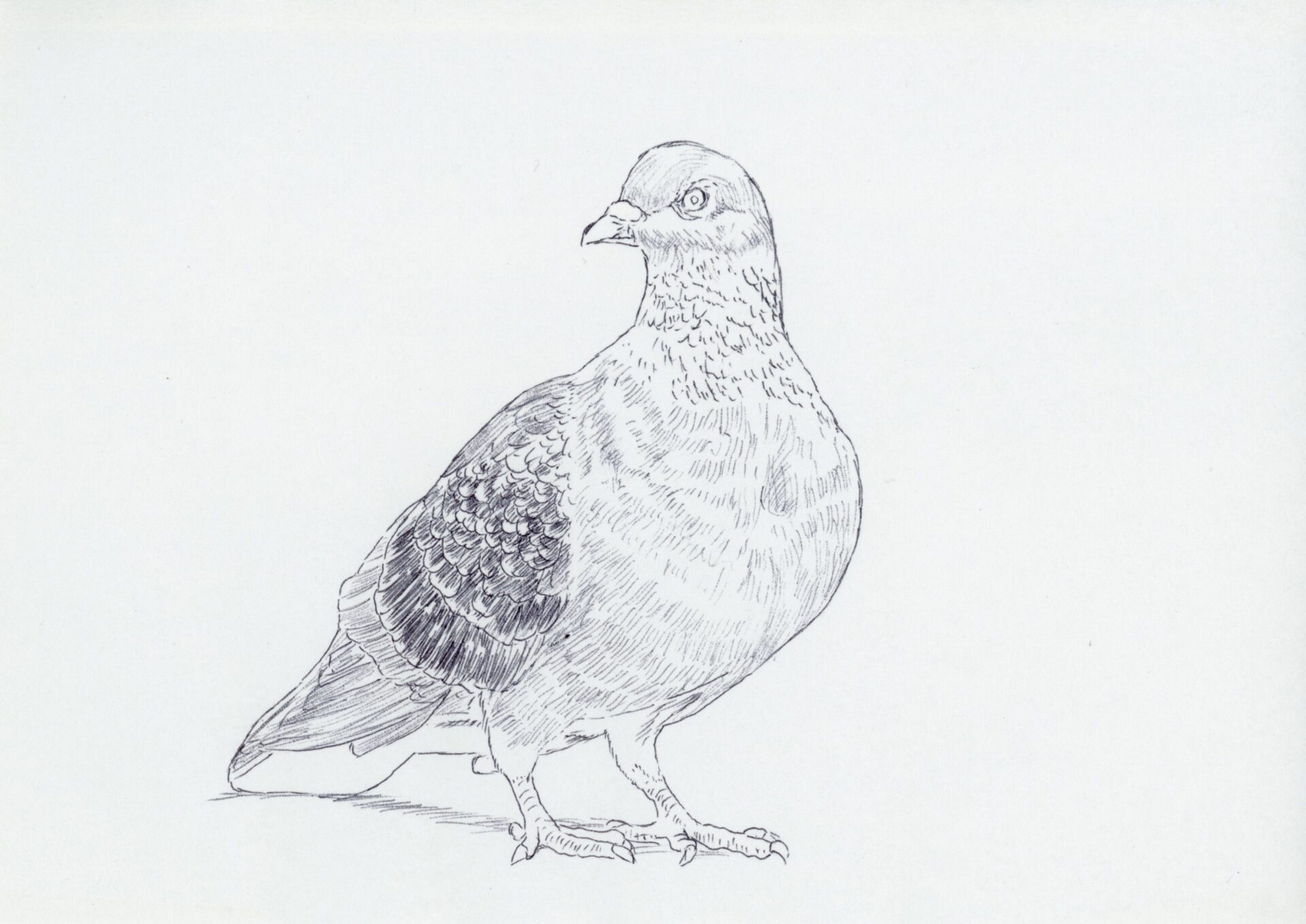 How to Draw a Pigeon in Pen and Ink | Easy Step-by-Step Tutorial