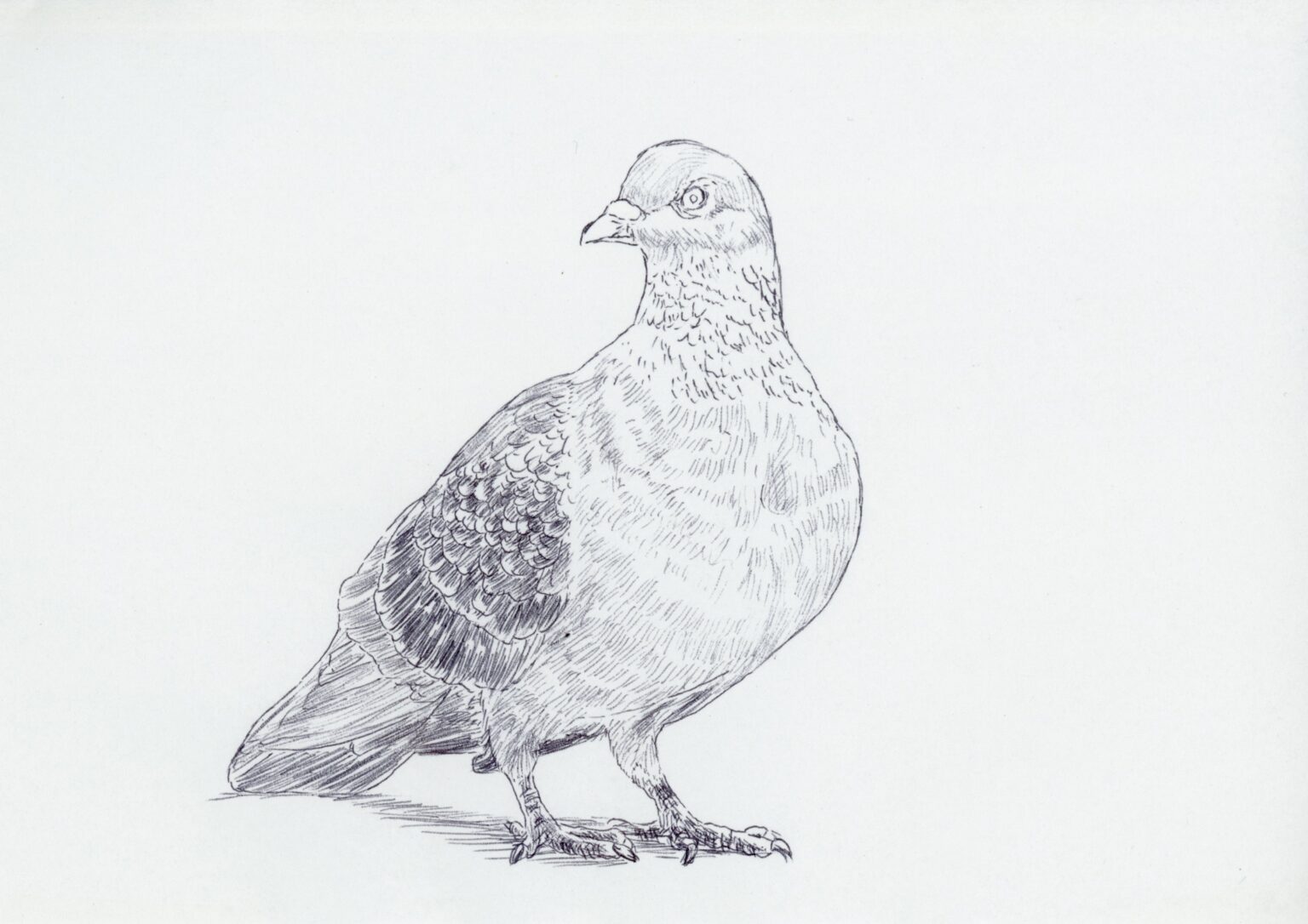 How to Draw a Pigeon in Pen and Ink | Easy Step-by-Step Tutorial