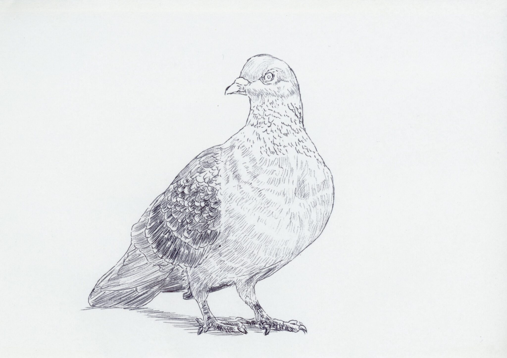 How to Draw a Pigeon in Pen and Ink | Easy Step-by-Step Tutorial
