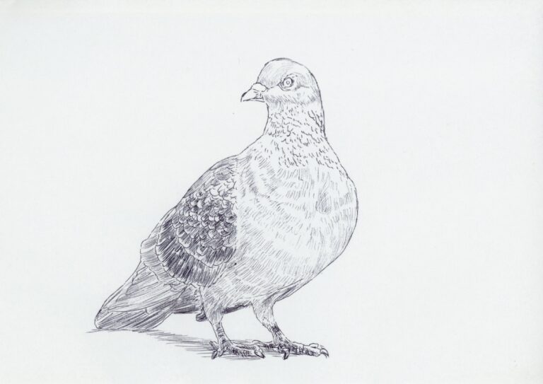 How to Draw a Pigeon in Pen and Ink | Easy Step-by-Step Tutorial