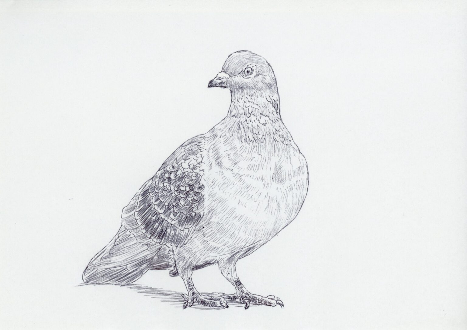 How to Draw a Pigeon in Pen and Ink | Easy Step-by-Step Tutorial
