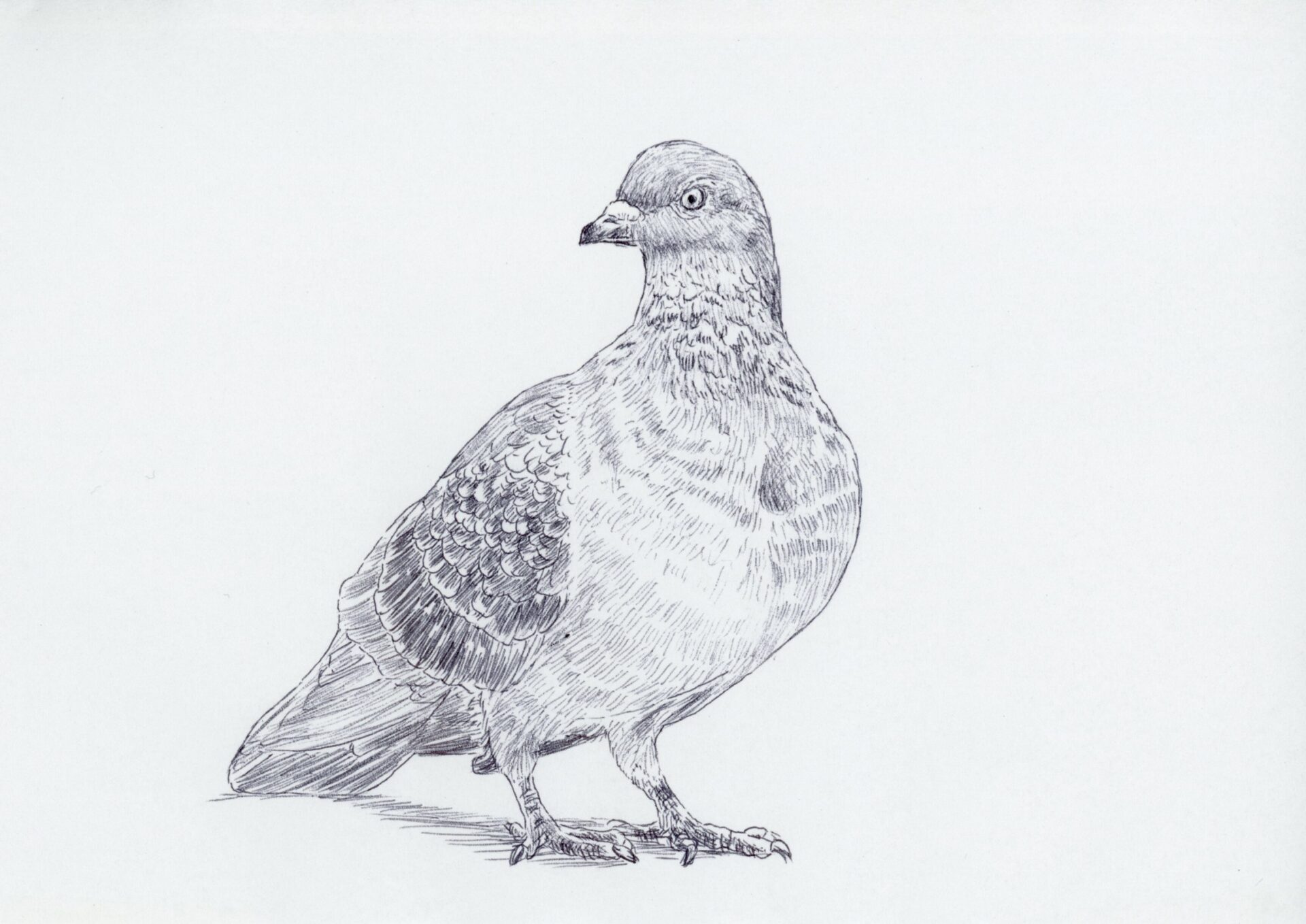 How to Draw a Pigeon in Pen and Ink | Easy Step-by-Step Tutorial