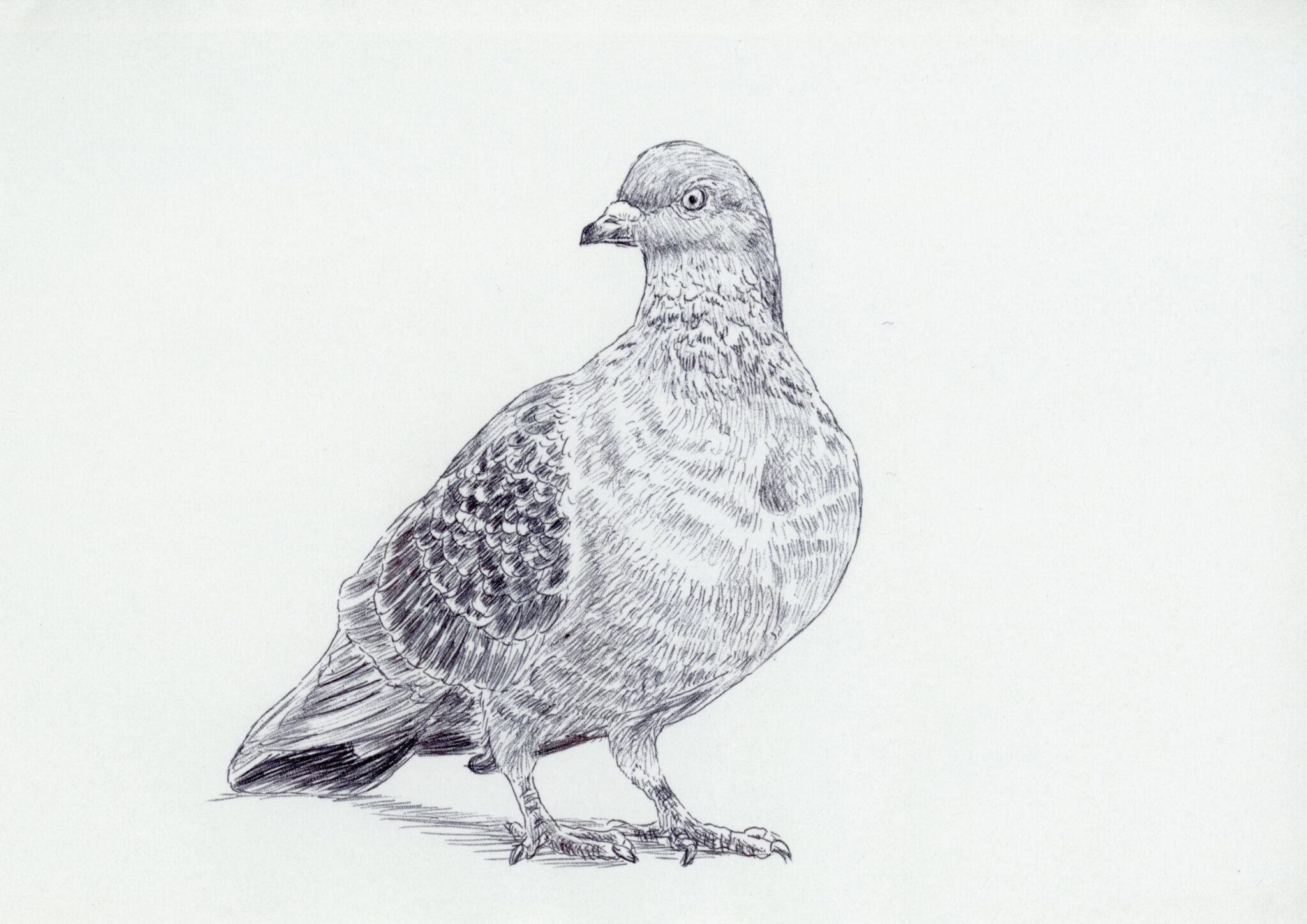 How to Draw a Pigeon in Pen and Ink | Easy Step-by-Step Tutorial