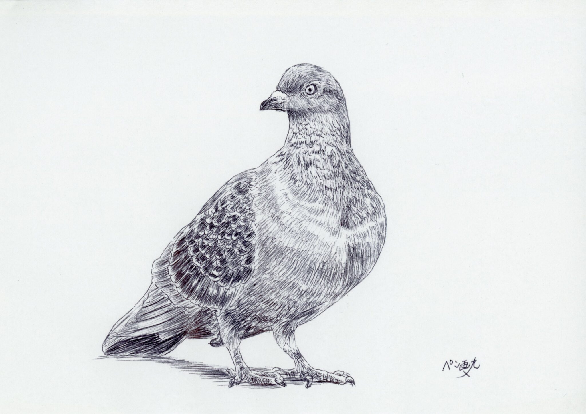 How to Draw a Pigeon in Pen and Ink | Easy Step-by-Step Tutorial
